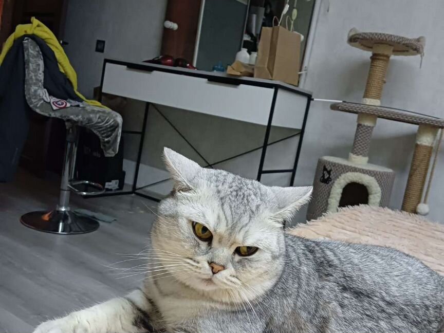 Кот шотландский, скоттиш-страйт