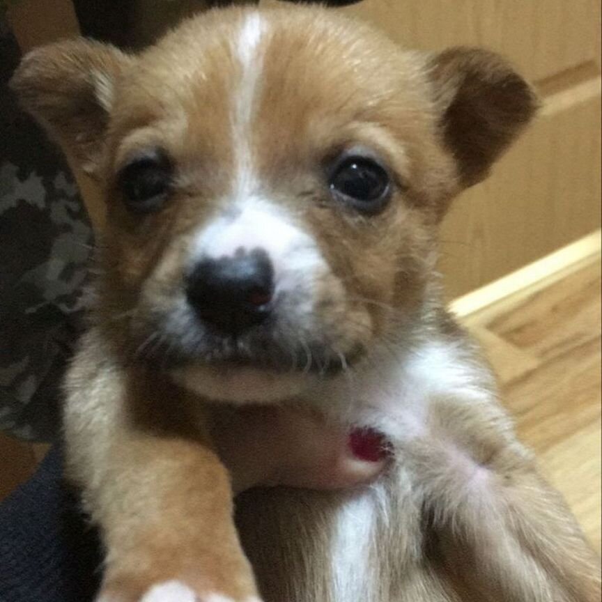 Щенки от комнатной собачки в добрые ручки