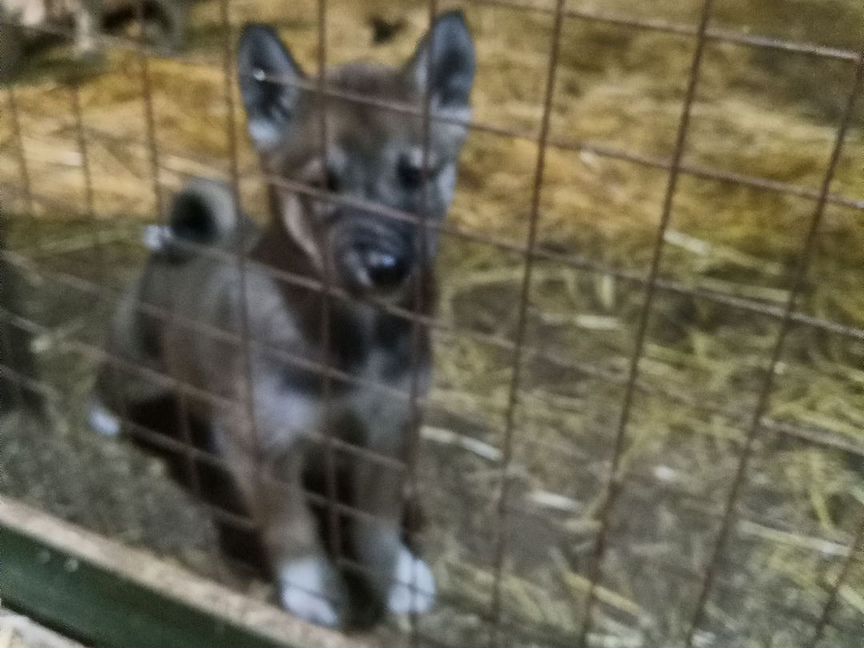 Собака зсл щенки