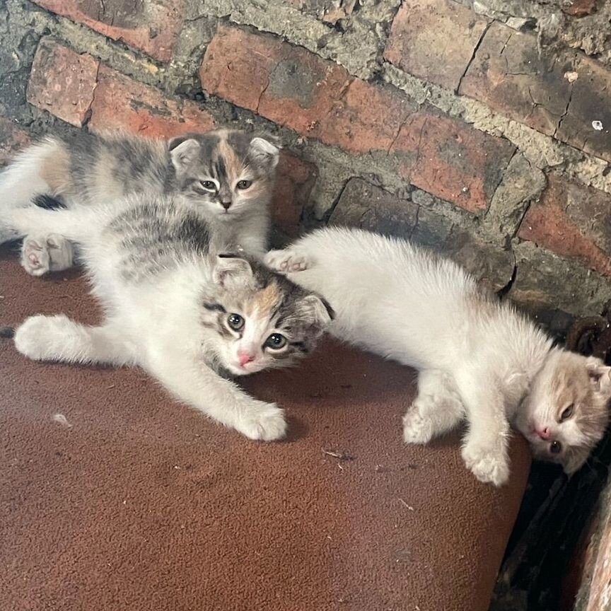 Котята в добрые руки