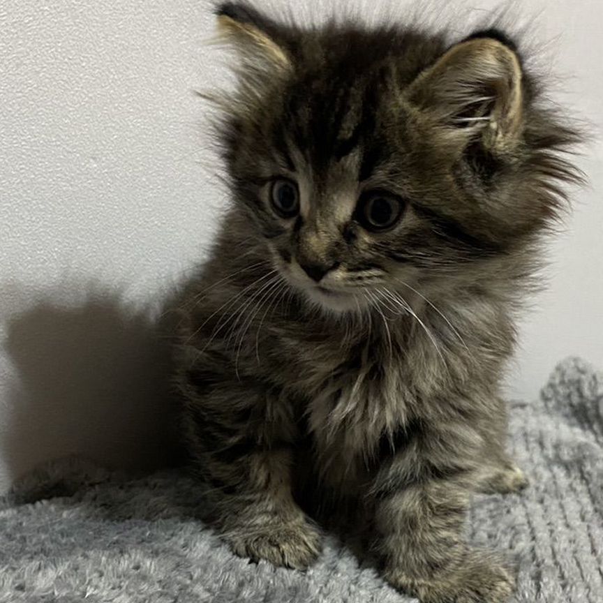 Котёнок
