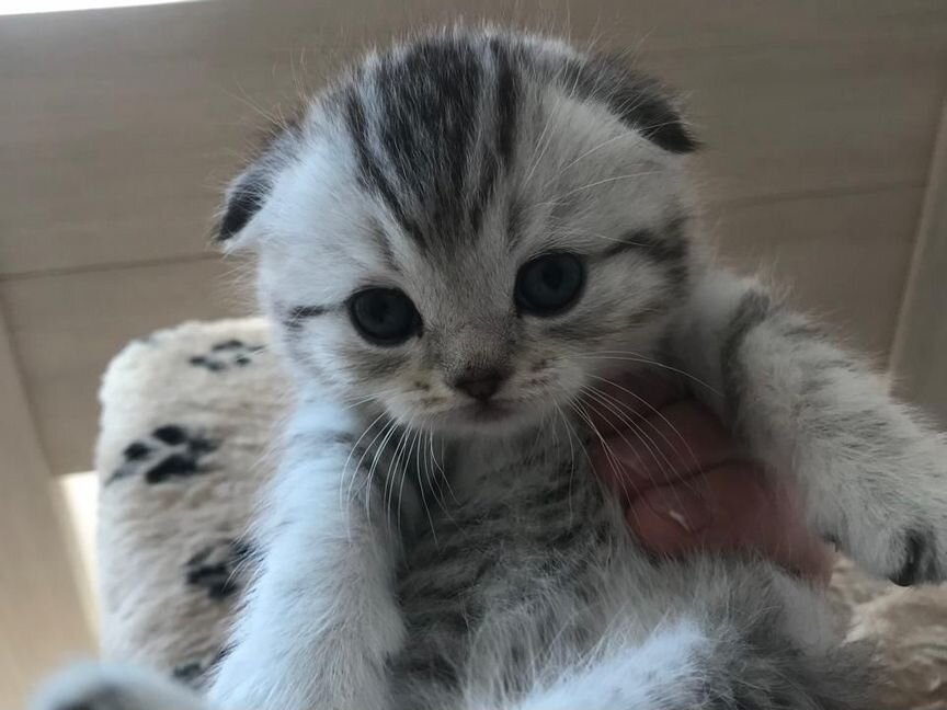 Шотландские вислоухие котята
