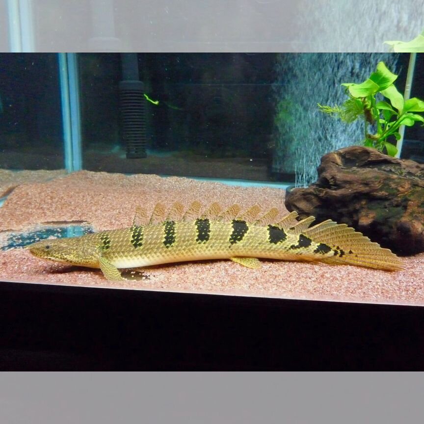 Полиптерус дельгези