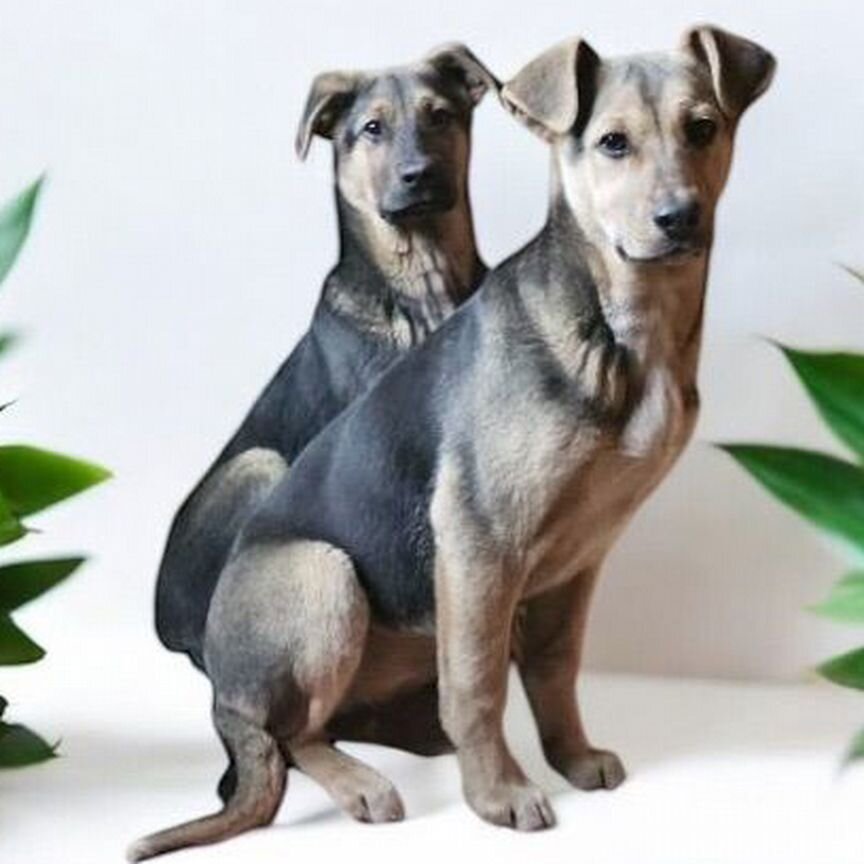 Щенки в добрые руки