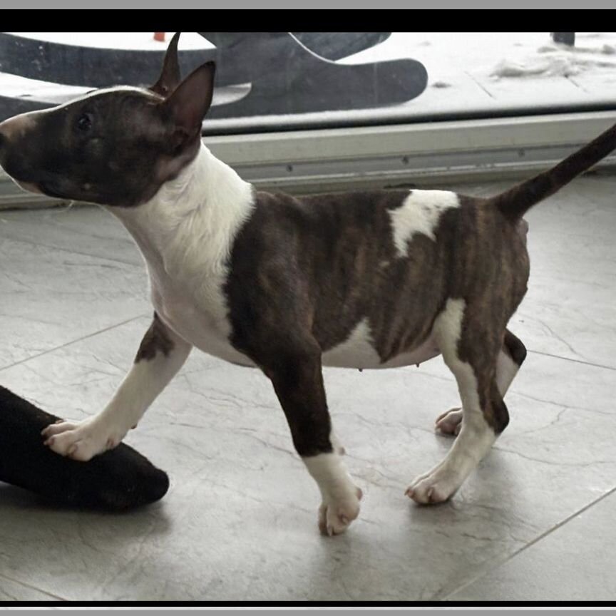 Мини-бультерьер, щенок