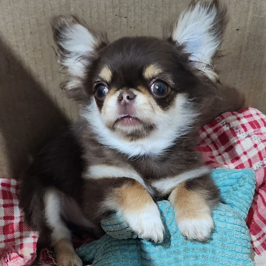 Чихуахуа, щенок