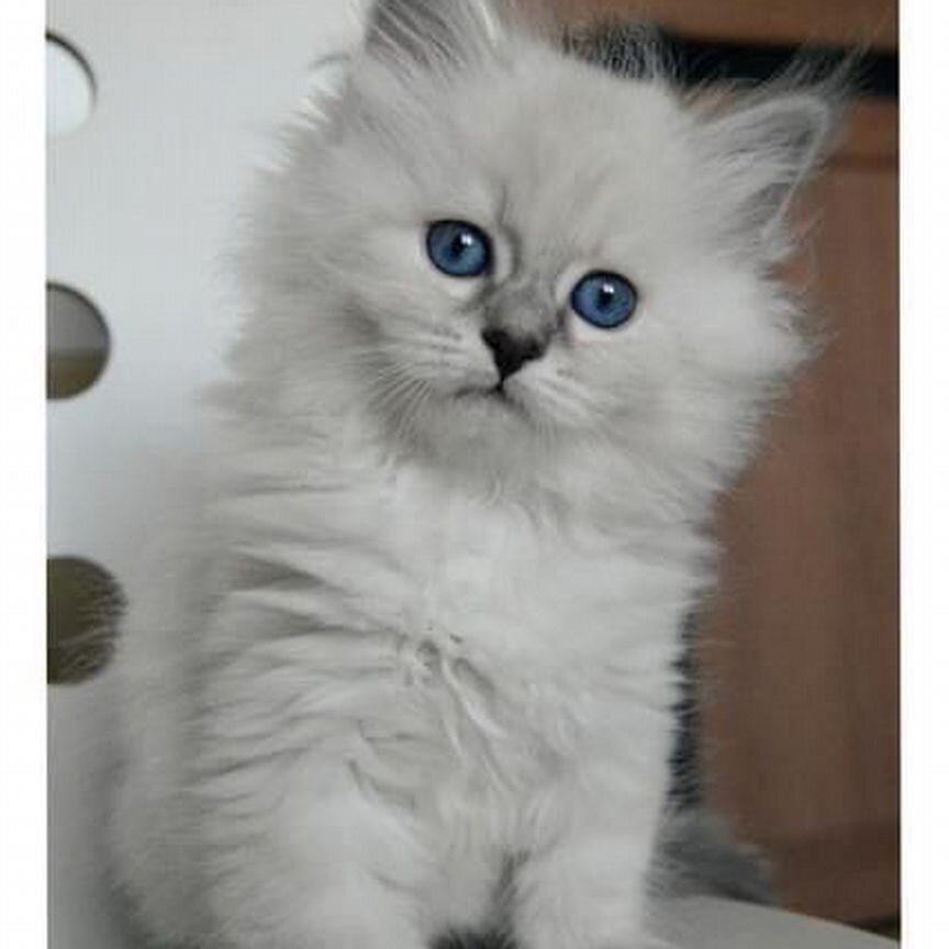 Невские маскарадные котята