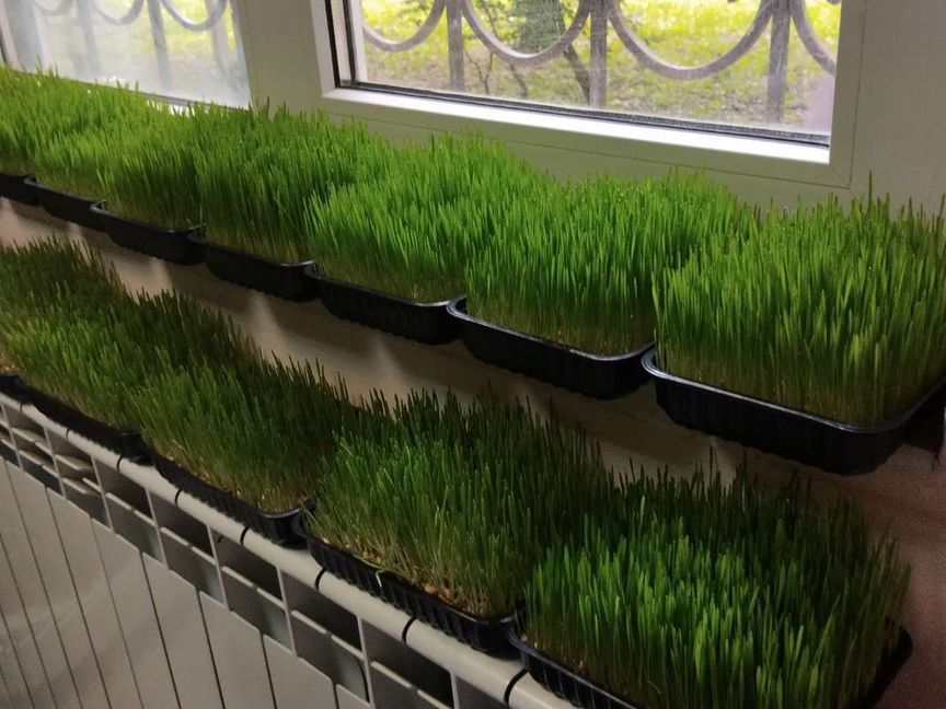 Трава для кошек