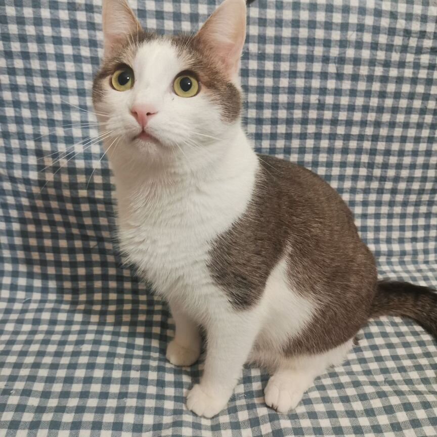 Котик липучка