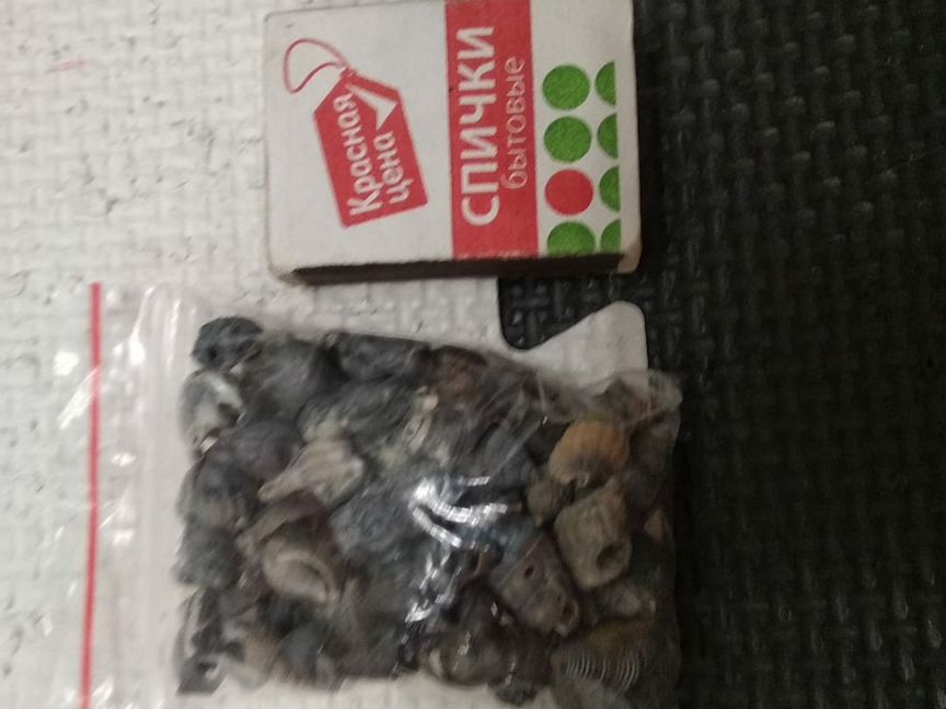 Ракушки маленькие чёрные