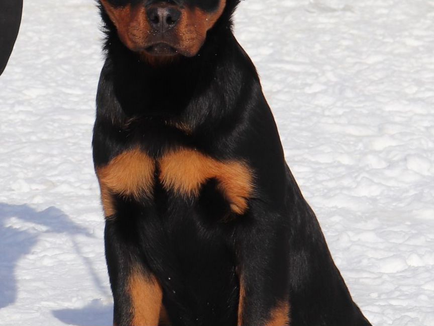 Ротвейлера мальчик 4 мес