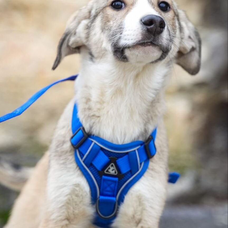 Даша 4 мес вырастет не больше 35 см в холке