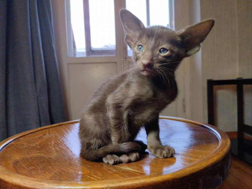 Ориентальные котята