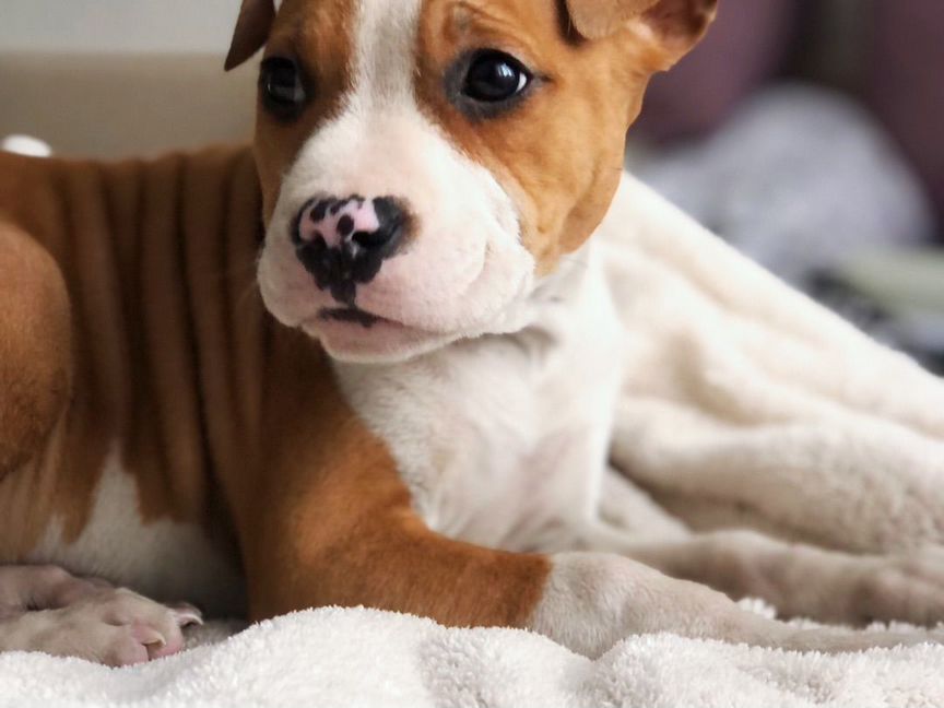 Стаффордширский терьер девочка