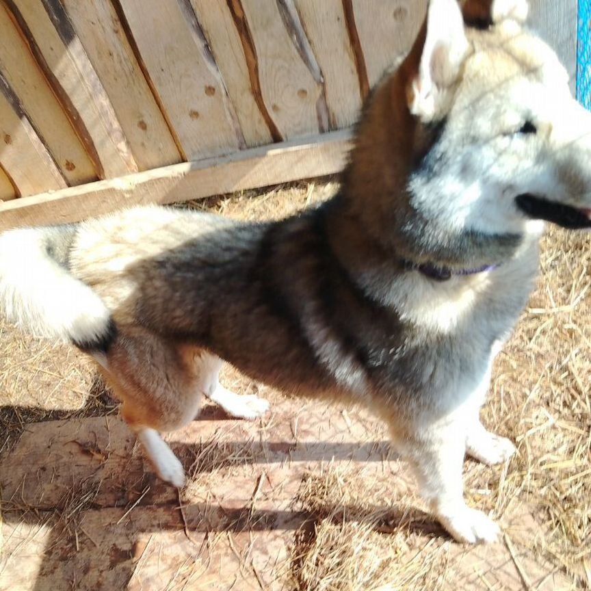 Западносибирская лайка, взрослый пёс