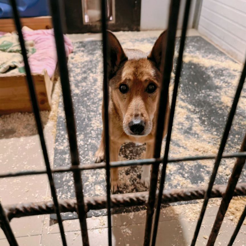 Взрослая собака в добрые руки