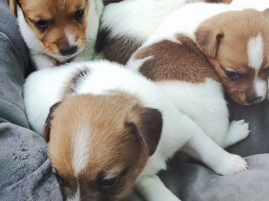 Джек Рассел терьер девочки