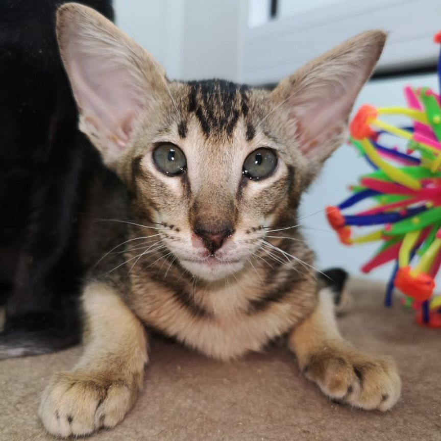 Ориентальная