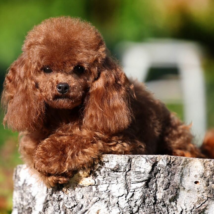 Той-пудель, щенок