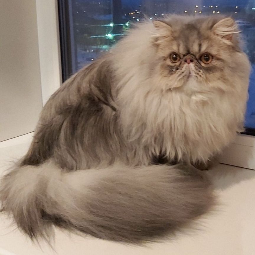 Персидский, взрослый кот