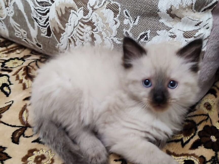 Продаётся мальчик порода невская маскарадная