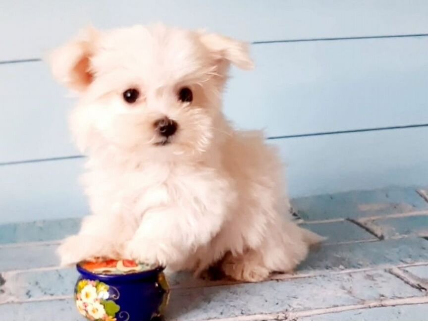 Мальтийская болонка мальчик