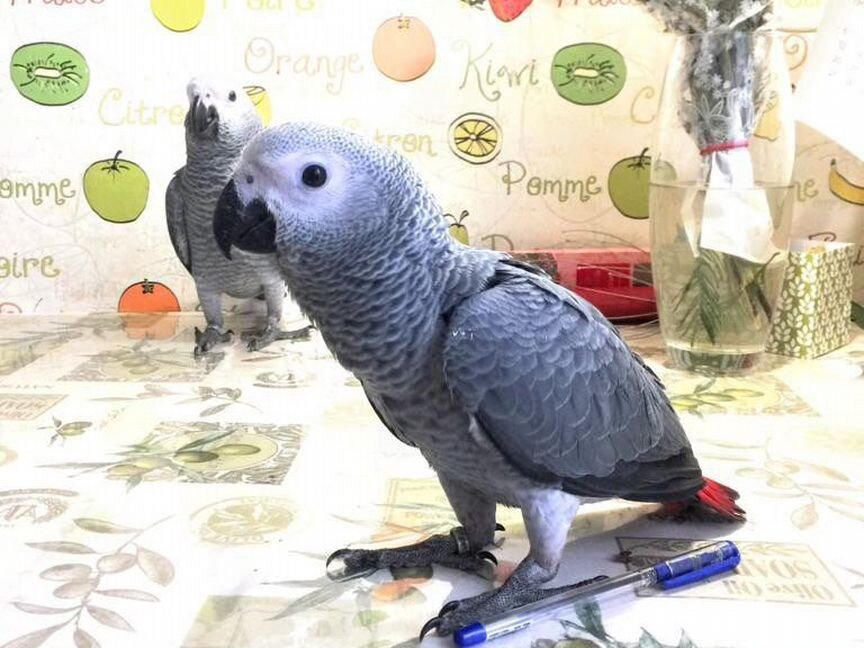 Попугай птенцы