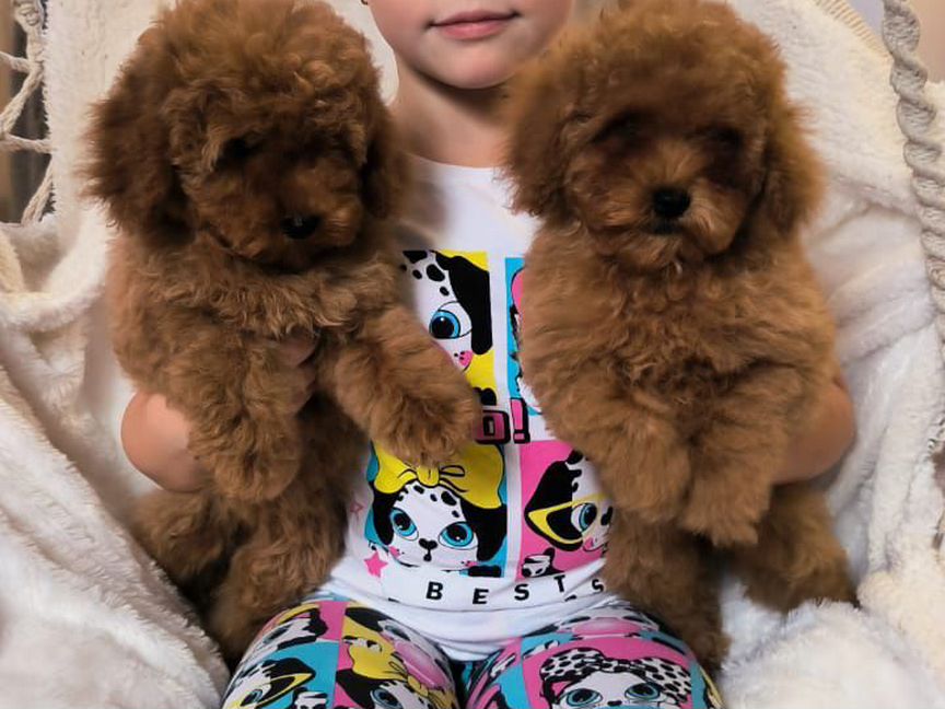 Той-пудель, 3.5 мес