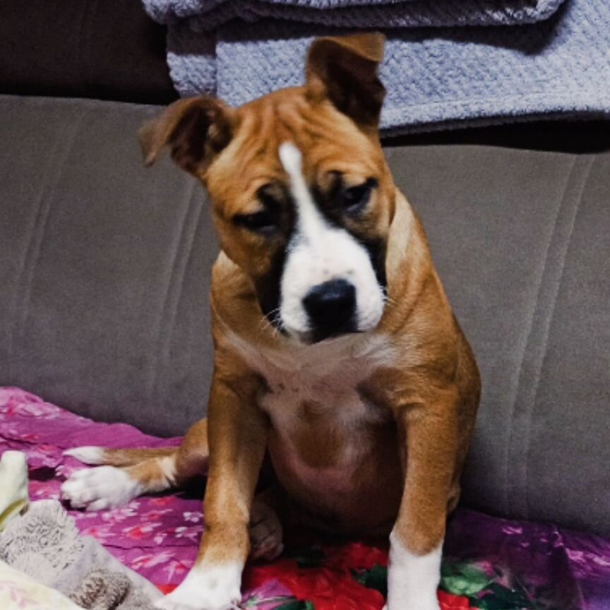 Стаффордширский бультерьер, щенок