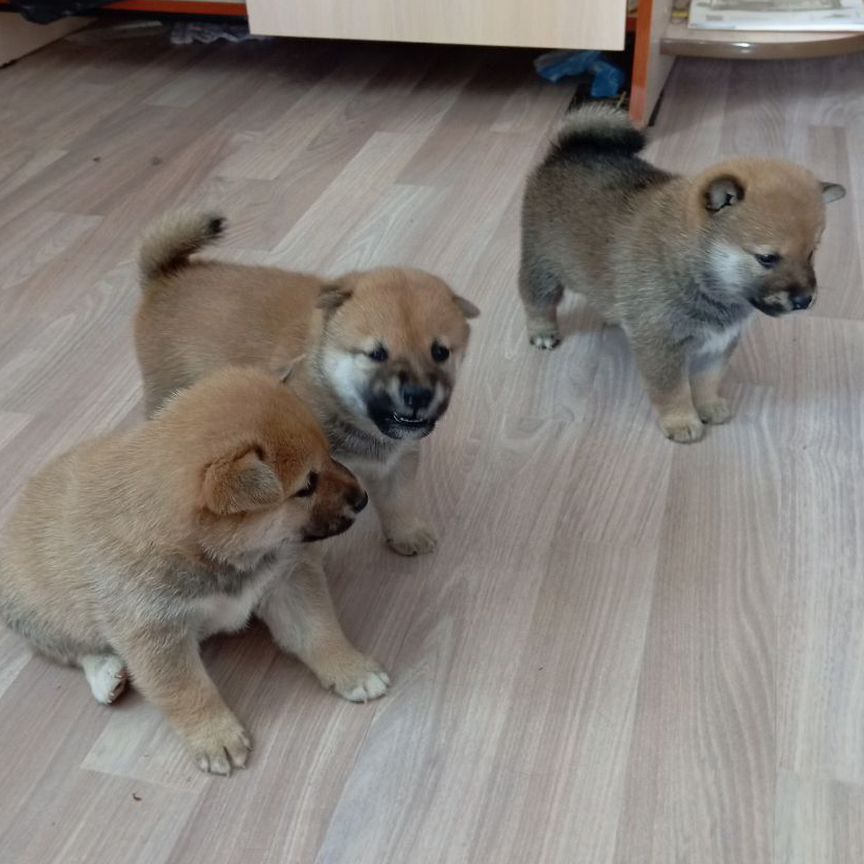 Щенки Сиба ину