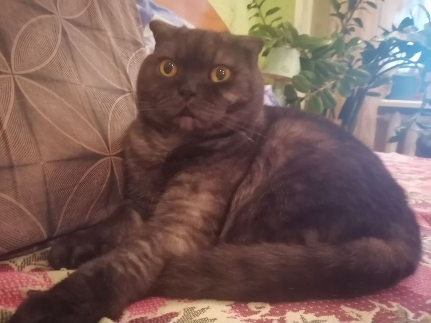 Британский вислоухий кот