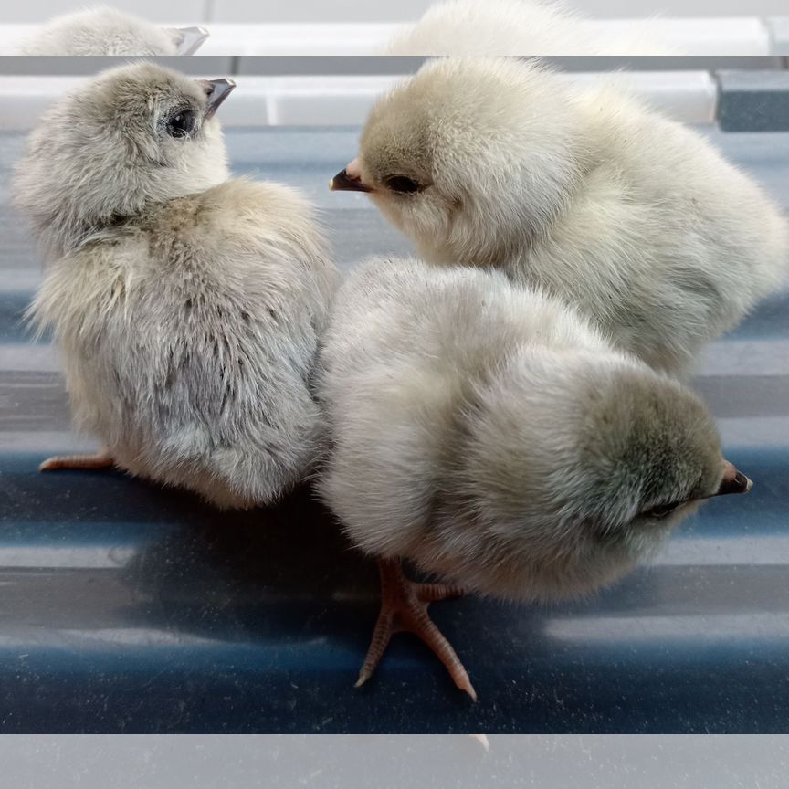 Цыплята амераукана лаванда