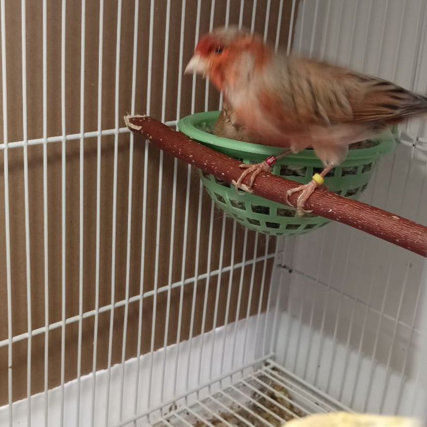 Кенара и канарейки