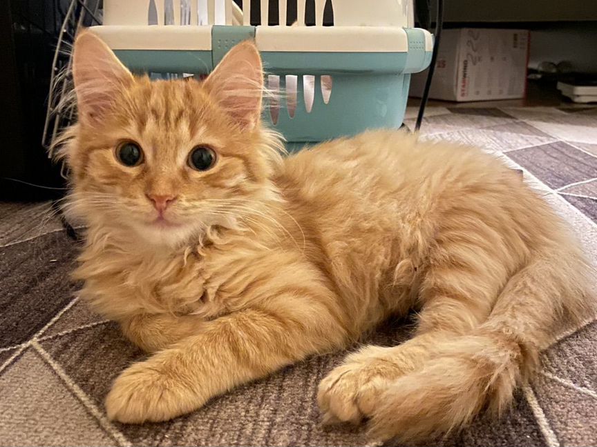 Оставлю котов на передержку бесплатно