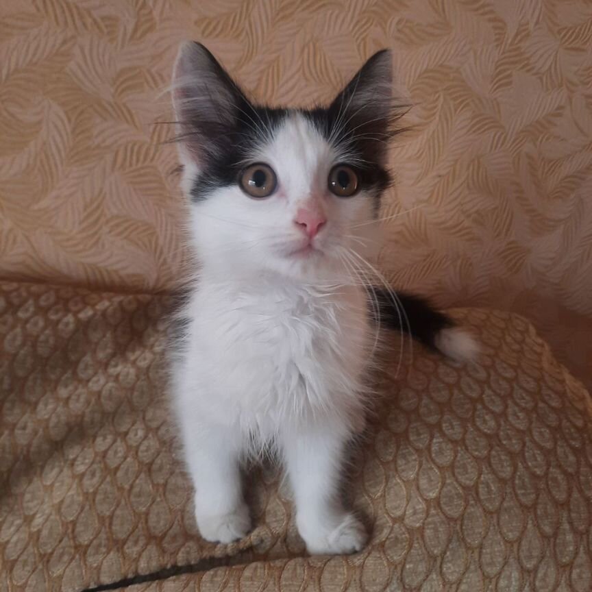 Котята в добрые руки приучены к лотку