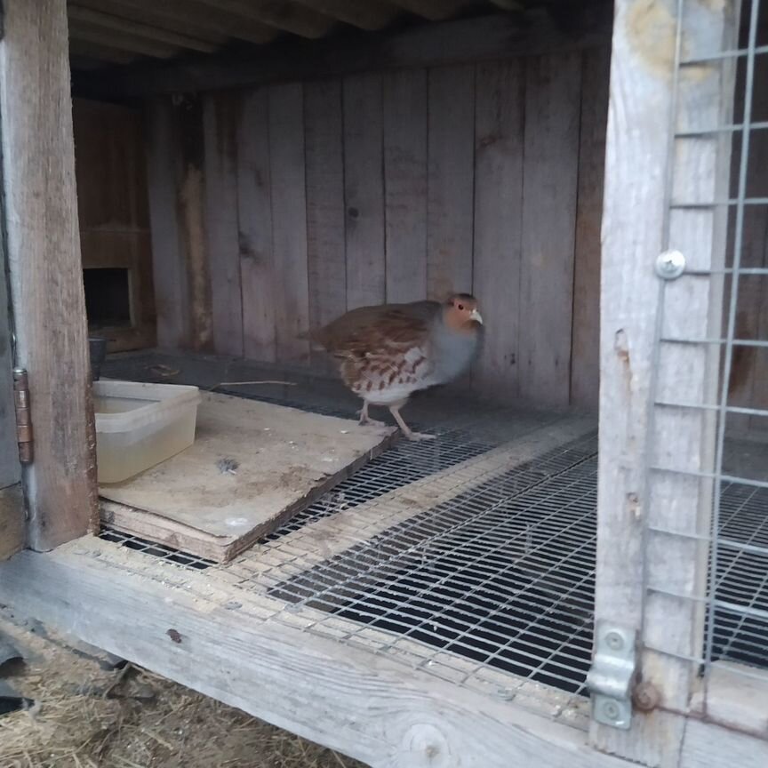 Серая куропатка