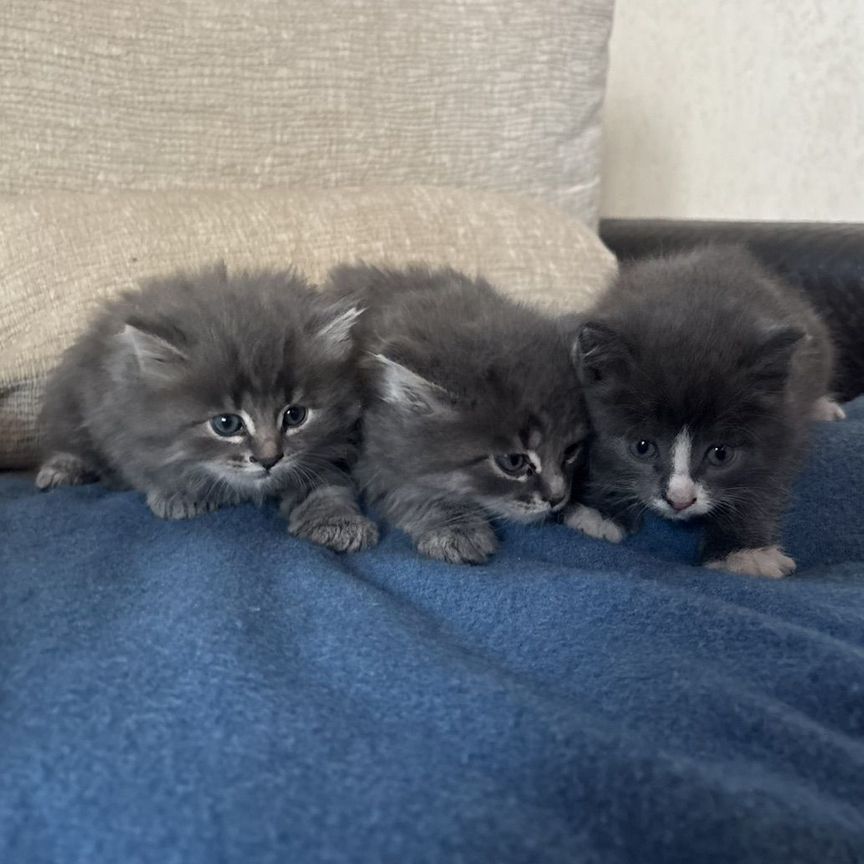 Русский голубой котёнок