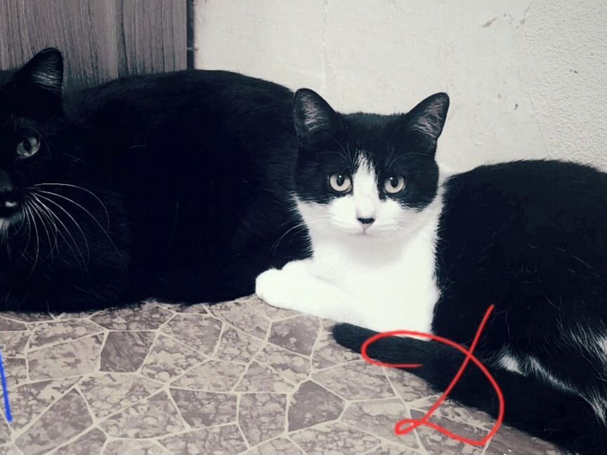 Котята чернобелые мальчики и девочка