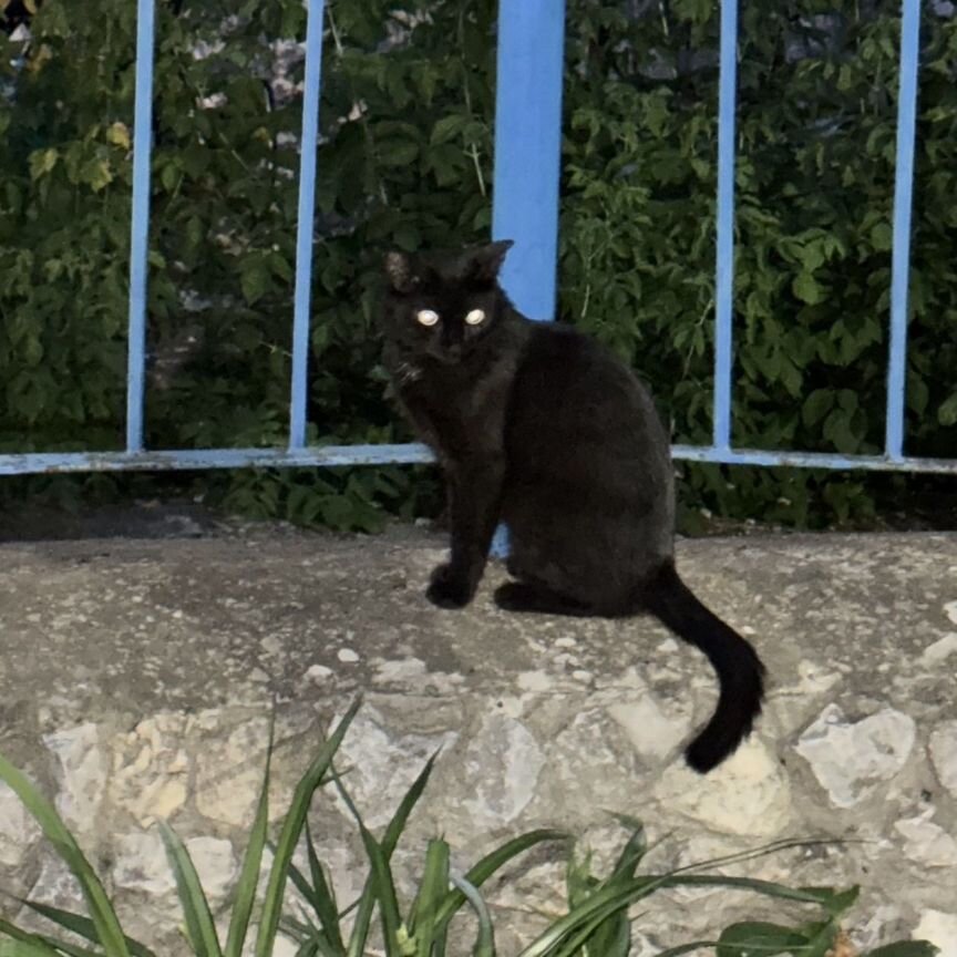Котята в добрые руки бесплатно