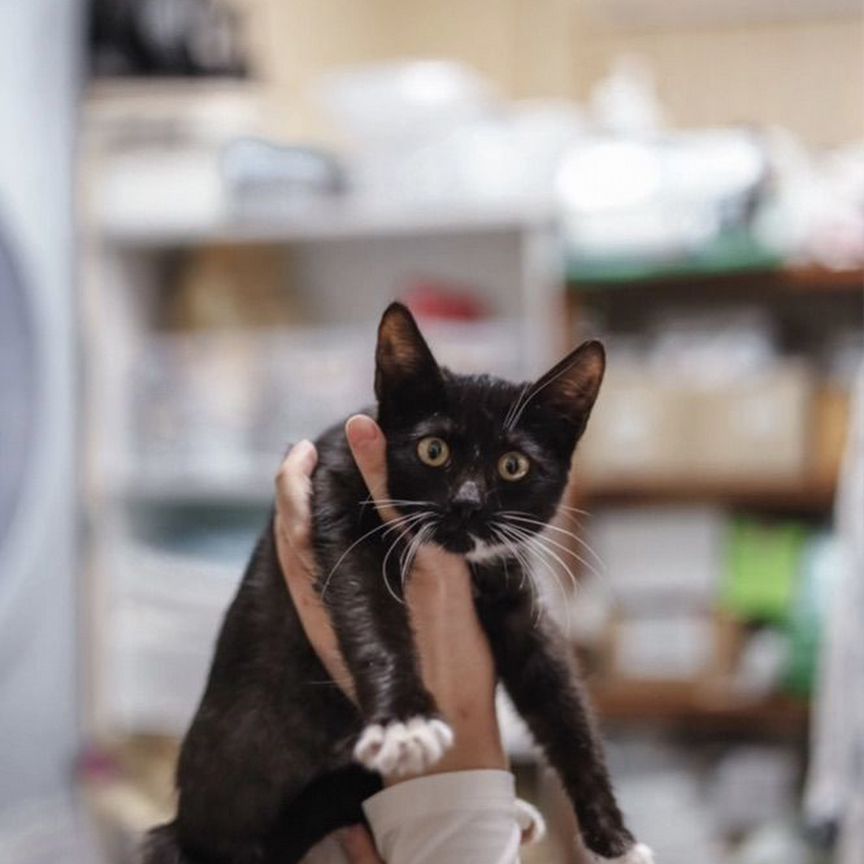 Котенок в добрые руки