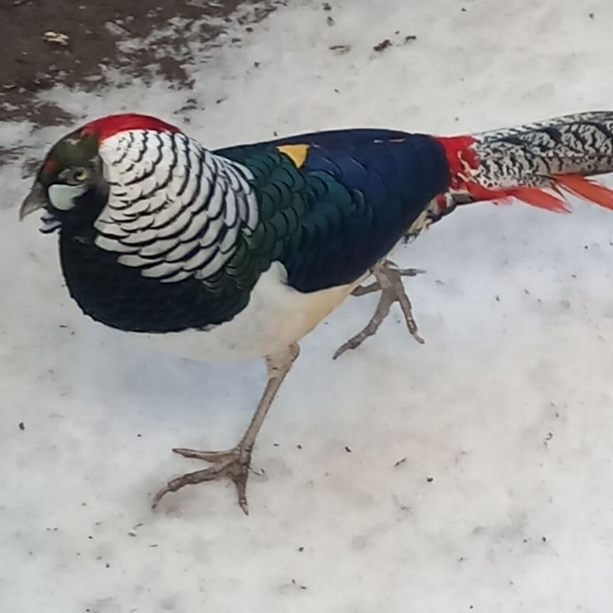 Серебрянные, золотые алмазные фазаны