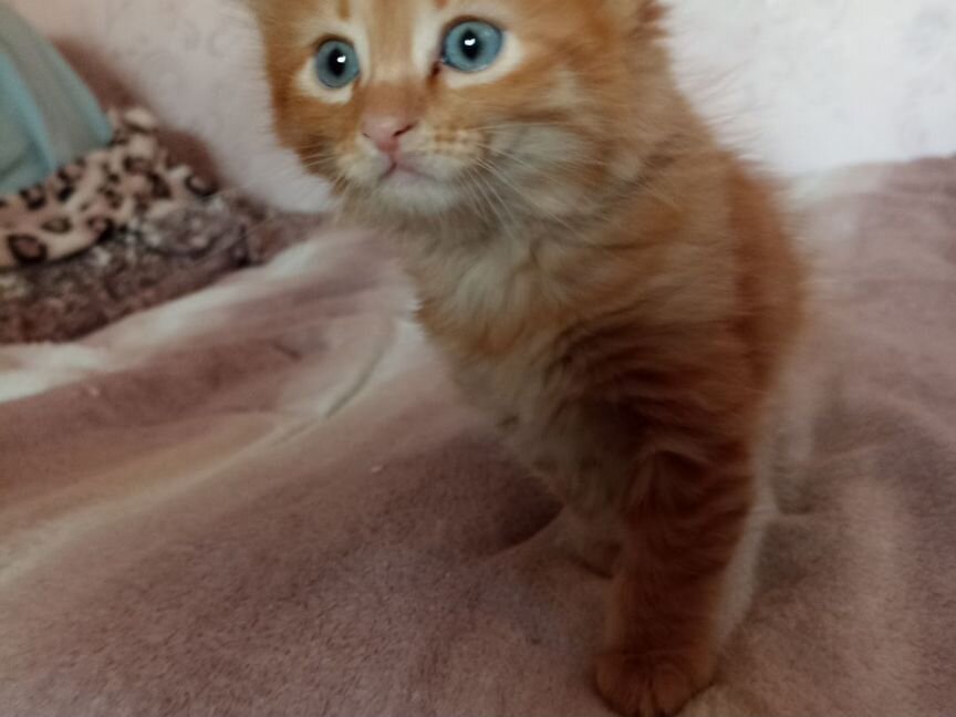 Замечательные котятки