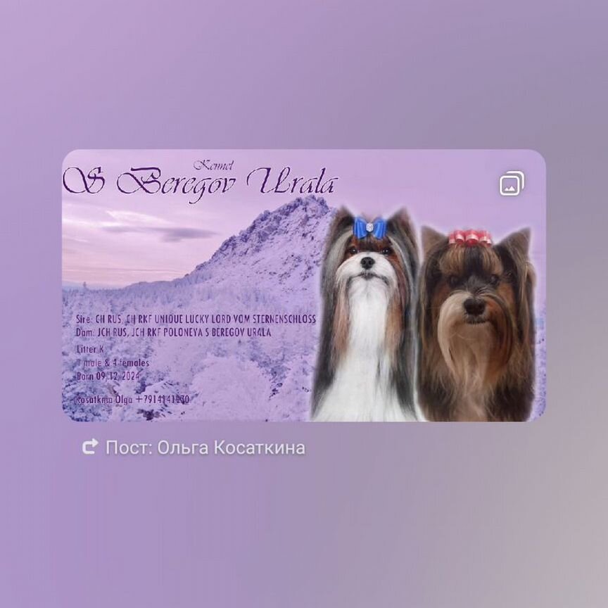 Бивер терьер щенки