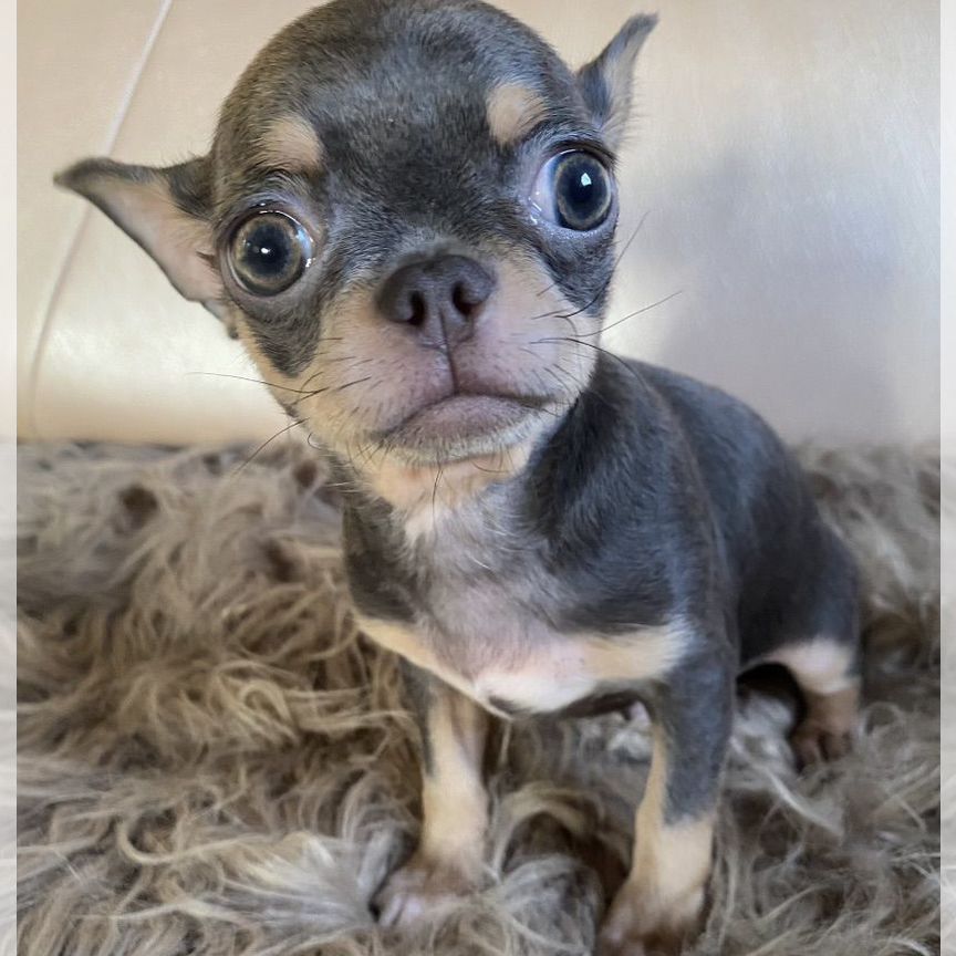 Чихуахуа, щенок