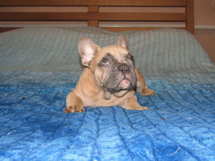 Палево-голубой французик 3