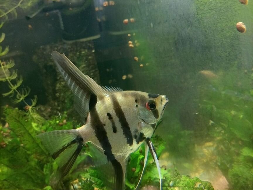 Сомы 2 шт и Скалярия