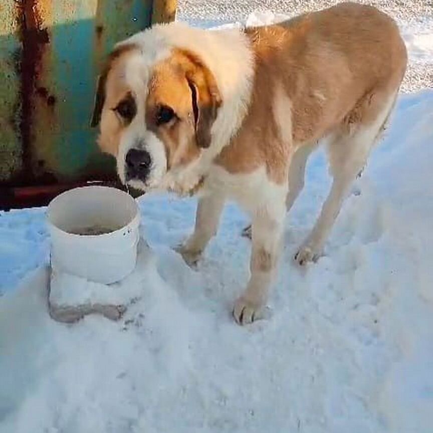 Шикарный мальчик в добрые руки