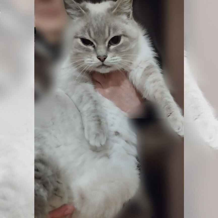 Взрослая, Девочка кошка в добрые руки