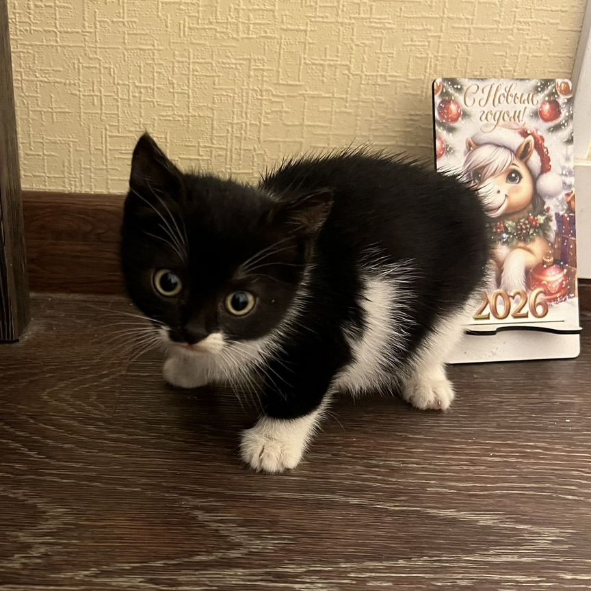 Котёнок в добрые руки