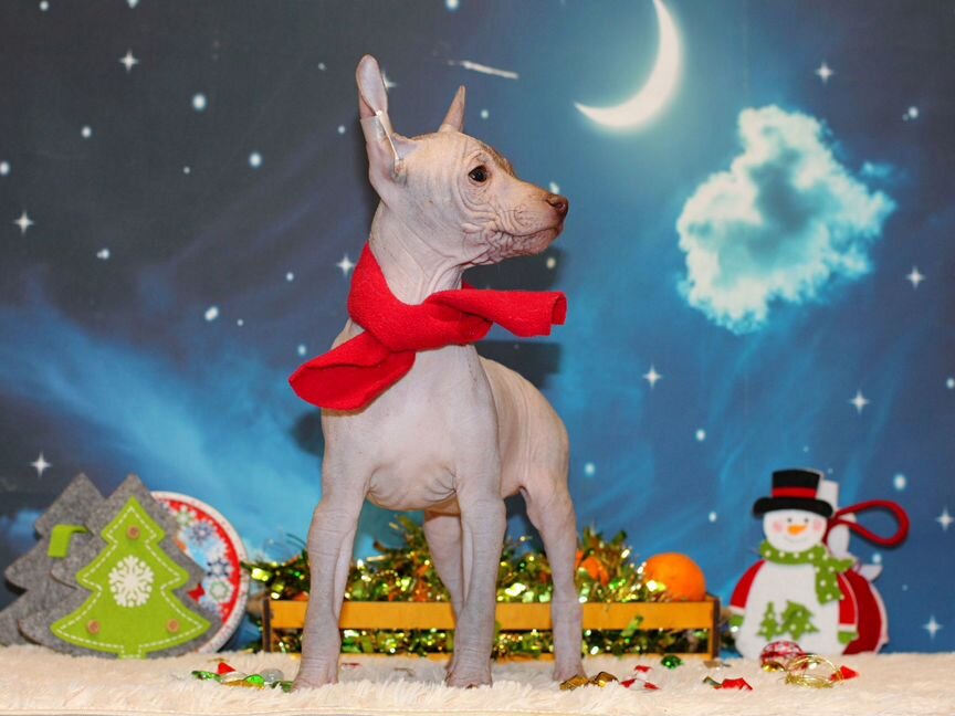 Ксолоитцкуинтли мини, праздник к нам приходит